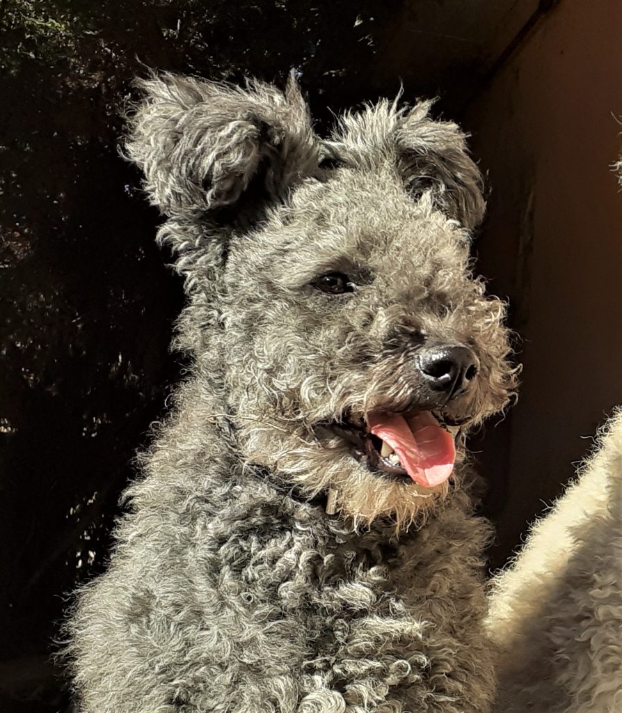 History of the breed – Serteperti Pumi Kennel